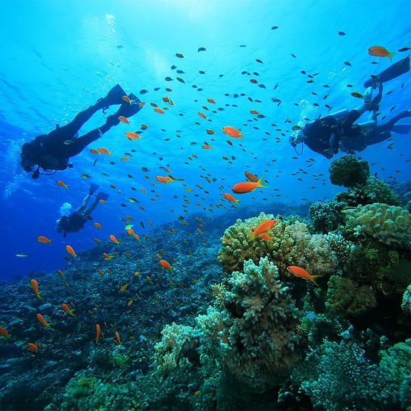 Scuba Diving at Sealine - Qool Qatar Must-see attractions Sealine Qatar